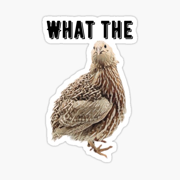 Quail Memes Funny Quail Betrayal Reaction The Look Of Betrayal