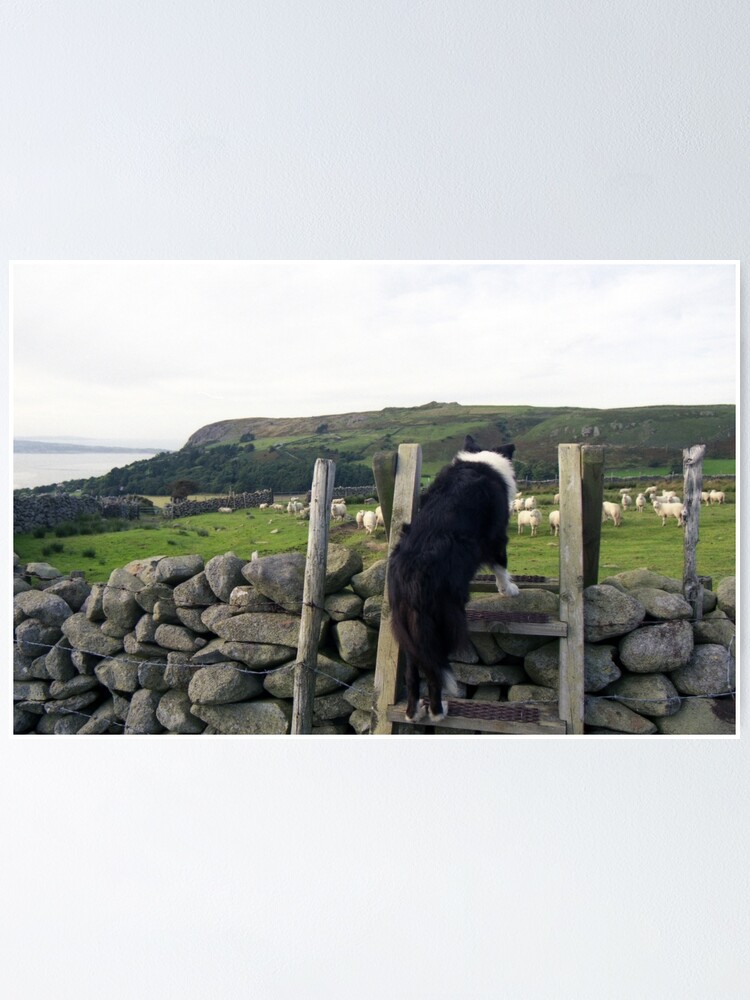 "Life in the Old Dog yet" Poster for Sale by mhhaslam | Redbubble