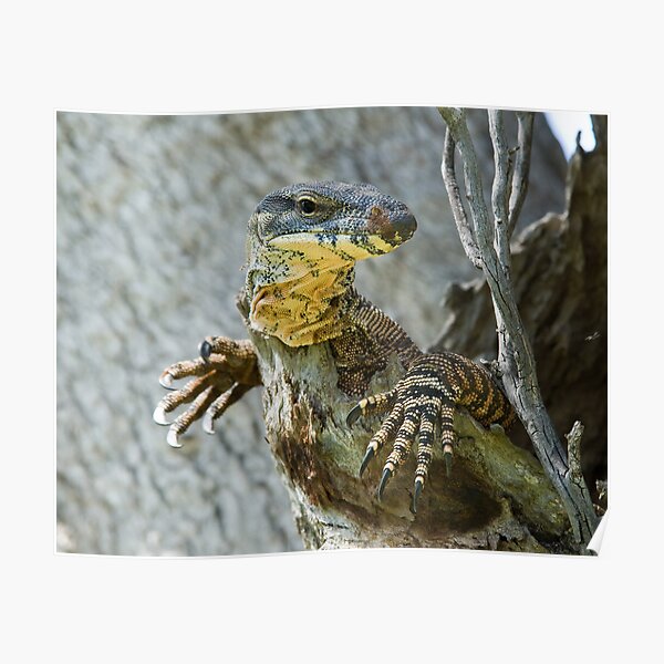 Varanus Posters | Redbubble