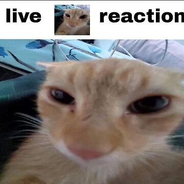 "live cat reaction cat meme" Sticker for Sale by InaneCat | Redbubble