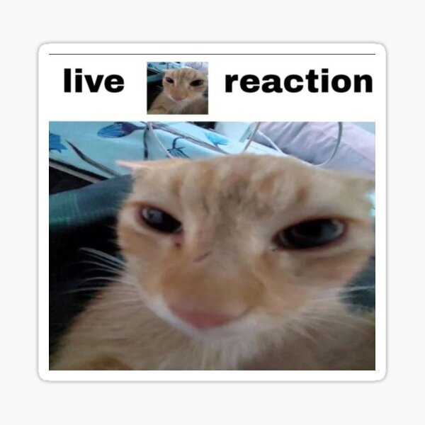 "live cat reaction cat meme" Sticker for Sale by InaneCat | Redbubble