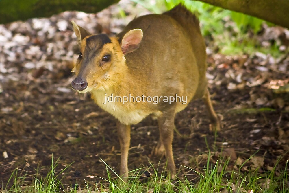 "Wild Munjack........" by jdmphotography | Redbubble