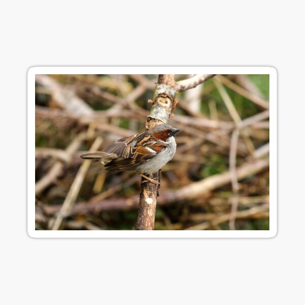 "Branching out" Sticker for Sale by GreyFeatherPhot | Redbubble