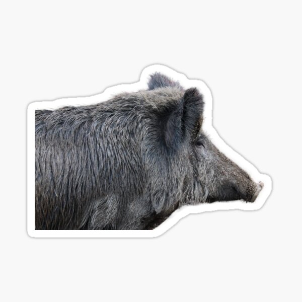 "Wild boar" Sticker by Geschenkartikel | Redbubble