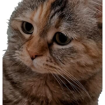 "Sad meowing cat meme" Sticker for Sale by IceCreamSmile | Redbubble