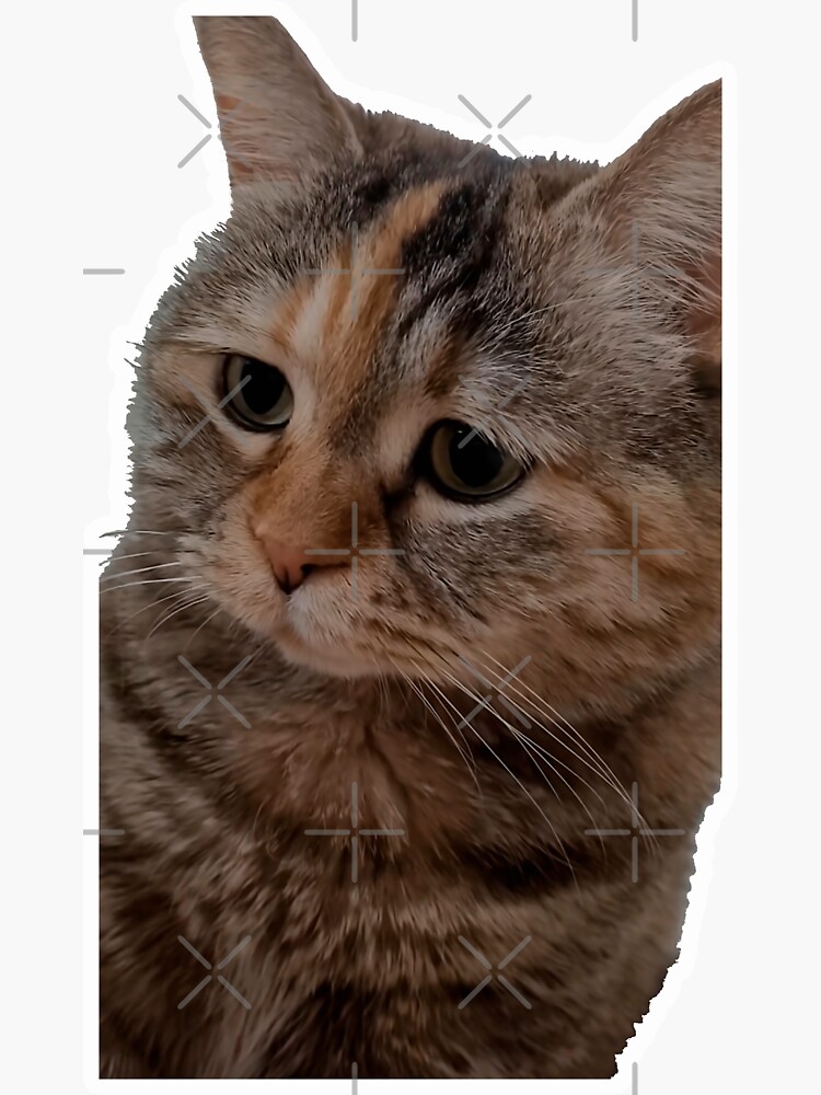 "Sad meowing cat meme" Sticker for Sale by IceCreamSmile | Redbubble