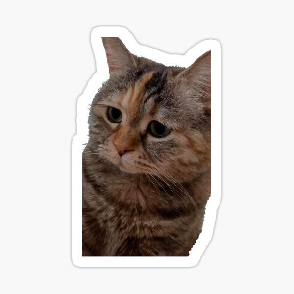"Sad meowing cat meme" Sticker for Sale by IceCreamSmile | Redbubble