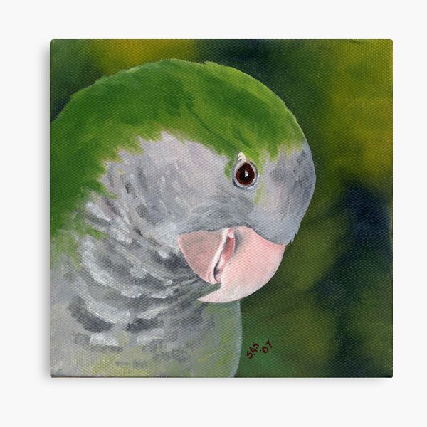 Quaker Parrot Gifts & Merchandise | Redbubble