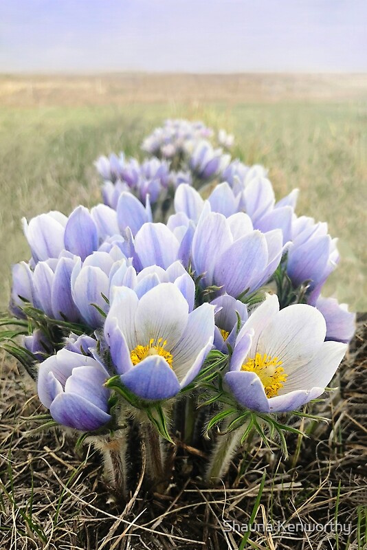 "Prairie Crocus Photo" by Shauna Kenworthy | Redbubble