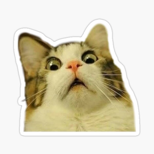 "Scared cat meme" Sticker for Sale by sno0dle | Redbubble