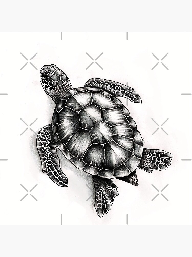 Black And White Realistic Drawings Of Sea Turtles