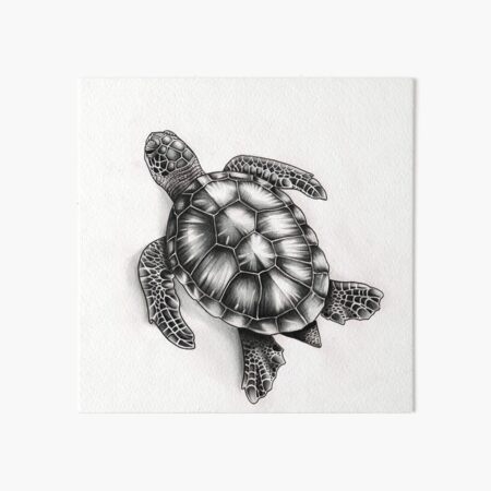 "Black and white Sea turtle pencil drawing" Art Board Print for Sale by ...