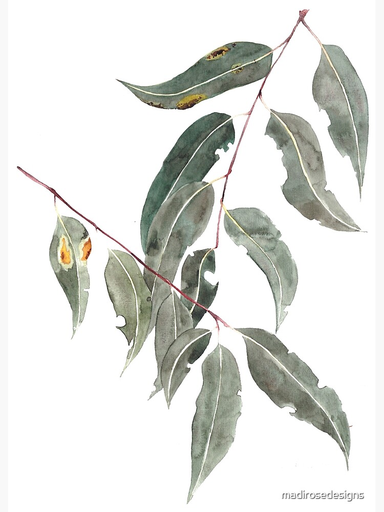 "Gum leaves watercolour Australian native" Art Print by madirosedesigns ...