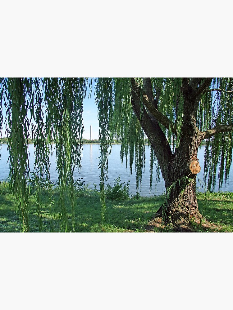 Washington Through A Weeping Willow Tree Premium Matte Vertical Poster