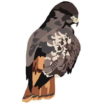 "Red-tailed Hawk" Sticker for Sale by Birds-EyeView | Redbubble