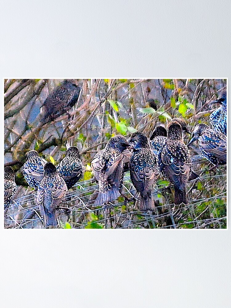 "Small murmuration of starlings" Poster by keithmilligan | Redbubble