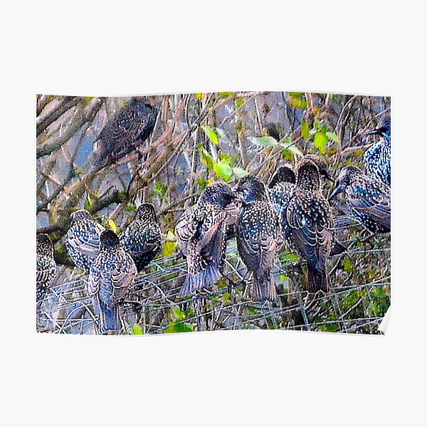 "Small murmuration of starlings" Poster by keithmilligan | Redbubble