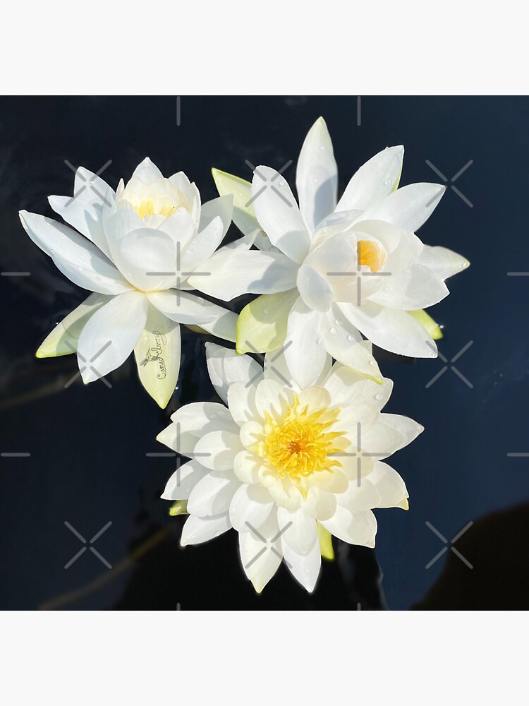 "Beautiful White Water Lily" Sticker for Sale by cameoivory | Redbubble