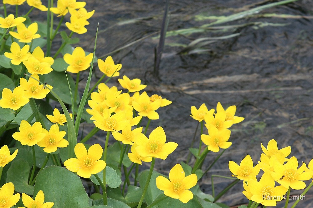 "Yellow Swamp Flowers" by Karen K Smith | Redbubble