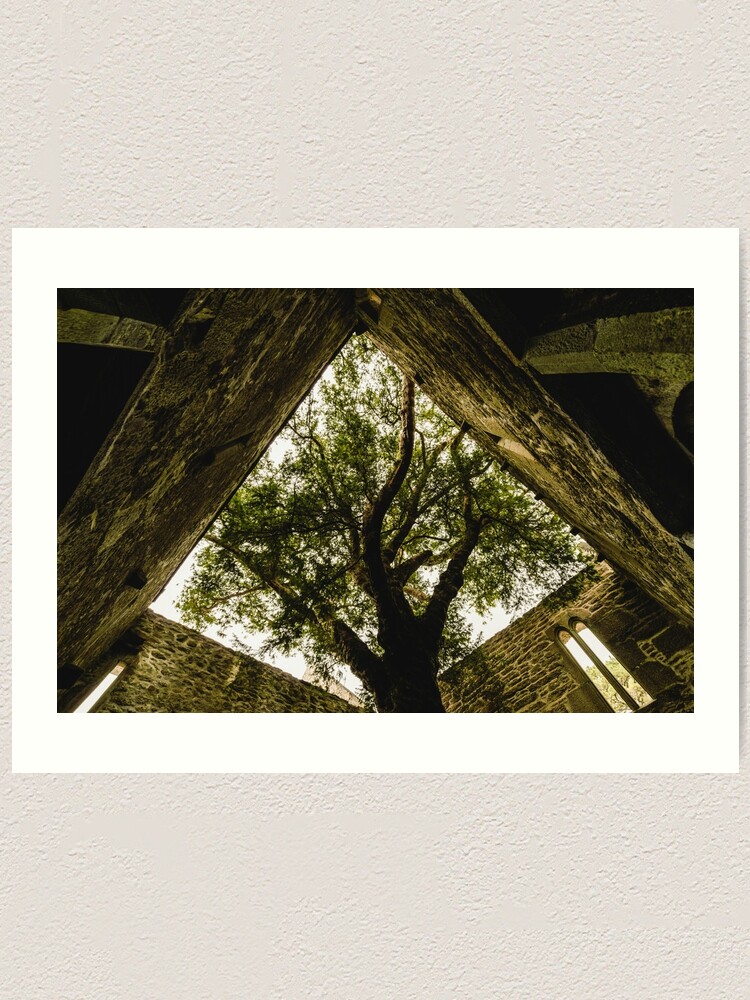 "Yew Tree at Muckross Abbey - Killarney National Park Ireland" Art ...