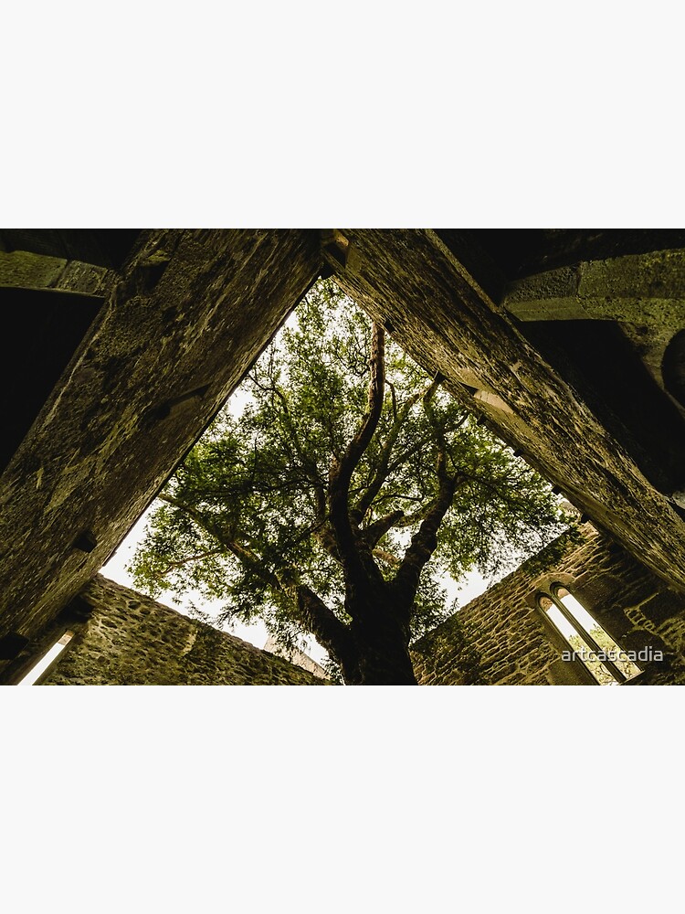 "Yew Tree at Muckross Abbey - Killarney National Park Ireland" Art ...