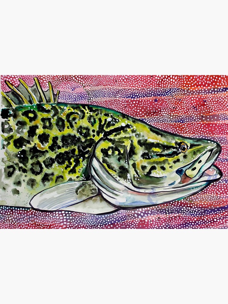 "Murray Cod" Sticker for Sale by Paul Oswin | Redbubble