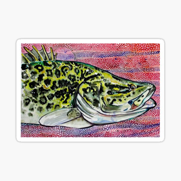 "Murray Cod" Sticker for Sale by Paul Oswin | Redbubble