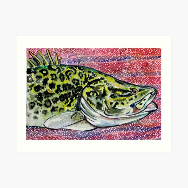 Murray Cod Art Prints | Redbubble