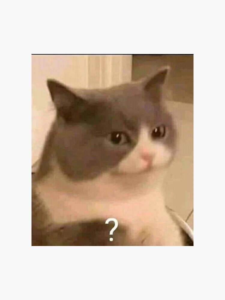 Funny Confused Cat Memes