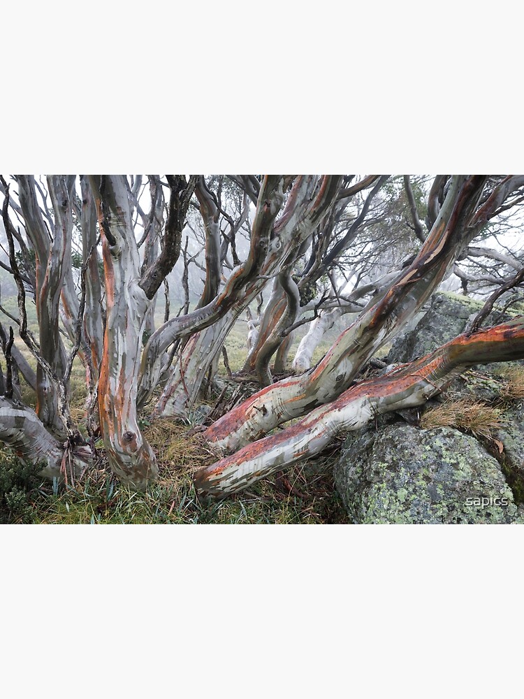 "Snow Gums" Poster for Sale by sapics | Redbubble