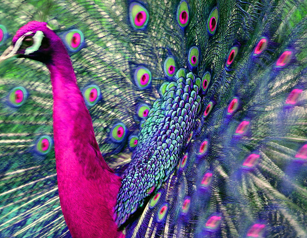 "Crazy Peacock" by nathanpwilliams | Redbubble