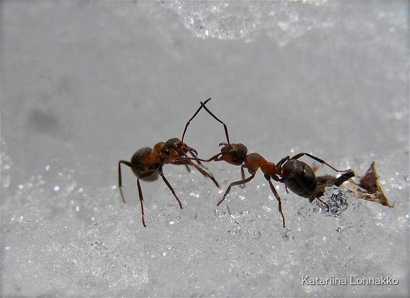 "Dancing Ants" by Katariina Lonnakko | Redbubble