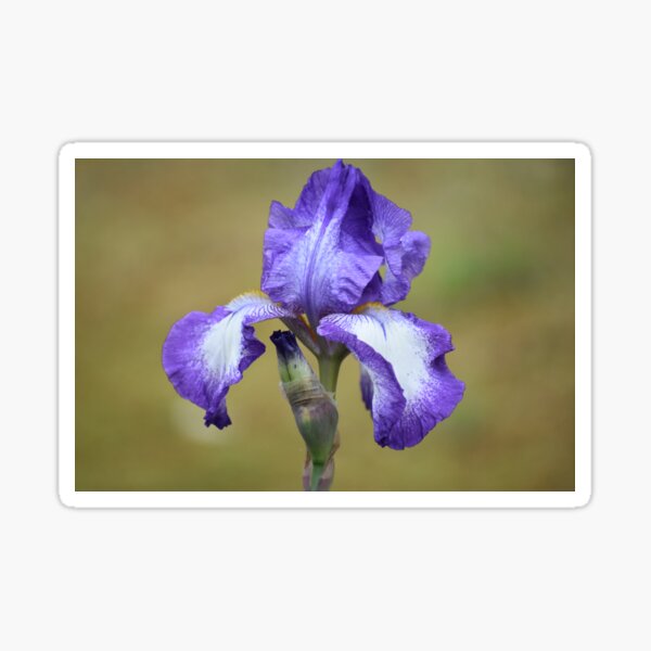 "Iris " Sticker for Sale by ToniaDelozier | Redbubble