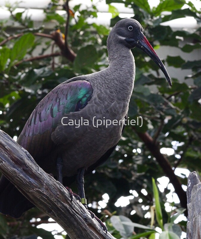 "Hadada Ibis" by Cayla (pipertiel) | Redbubble