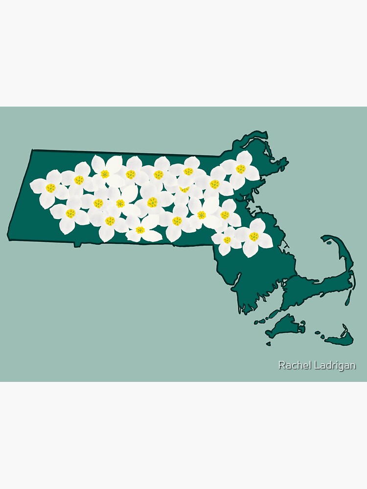 "Massachusetts State Flower-Mayflower" Sticker by rladrigan | Redbubble