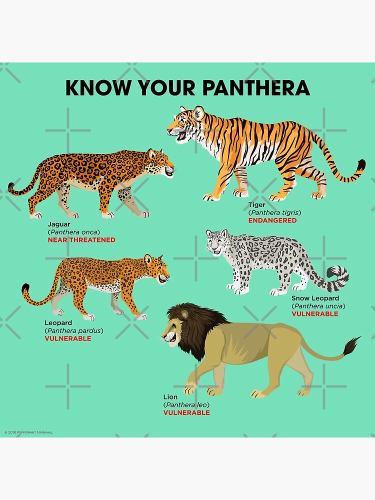 "Know Your Panthera" Art Print by PepomintNarwhal | Redbubble