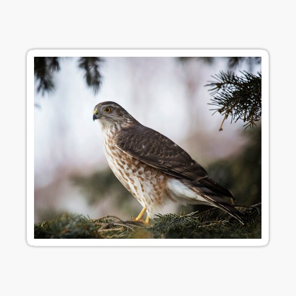 "Sharp-Shinned Hawk Photograph" Sticker by skenworthy | Redbubble