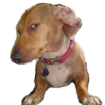 "Side Eye Dog" Sticker for Sale by NeyShopss | Redbubble