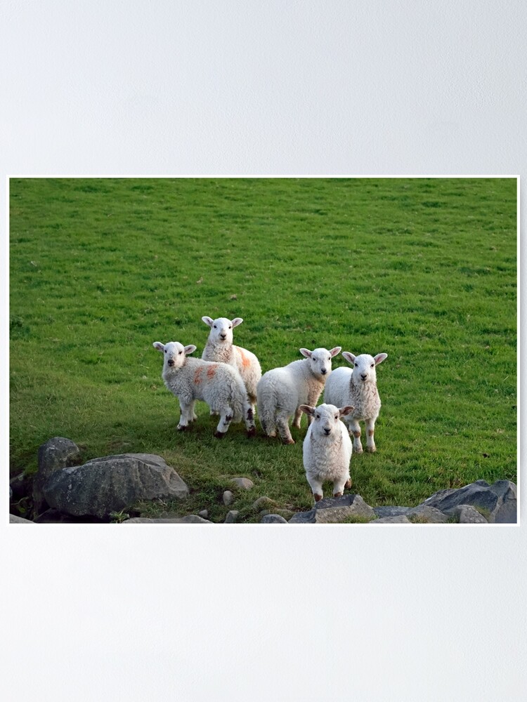 "Counting Sheep." Poster by mhhaslam | Redbubble