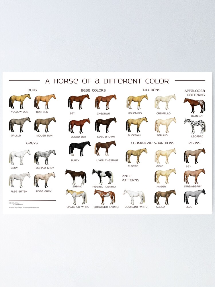 "Horse Colors Poster" Poster by SarahAnneSlater | Redbubble