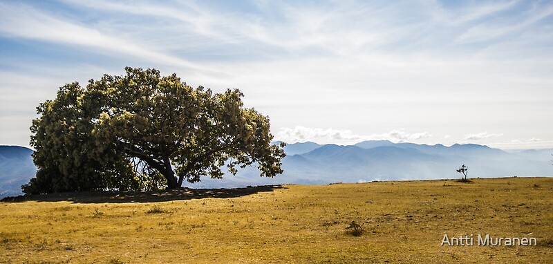 "Monte Alban Tree" by Antti Muranen | Redbubble