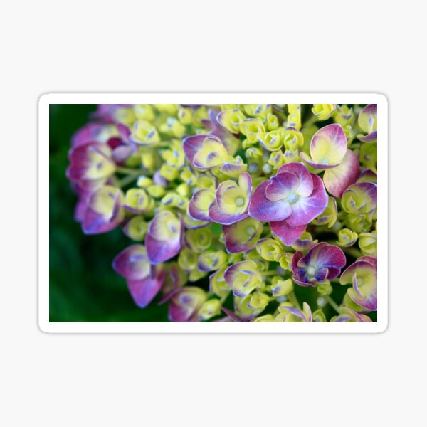 "Hydrangea" Sticker for Sale by gavila | Redbubble
