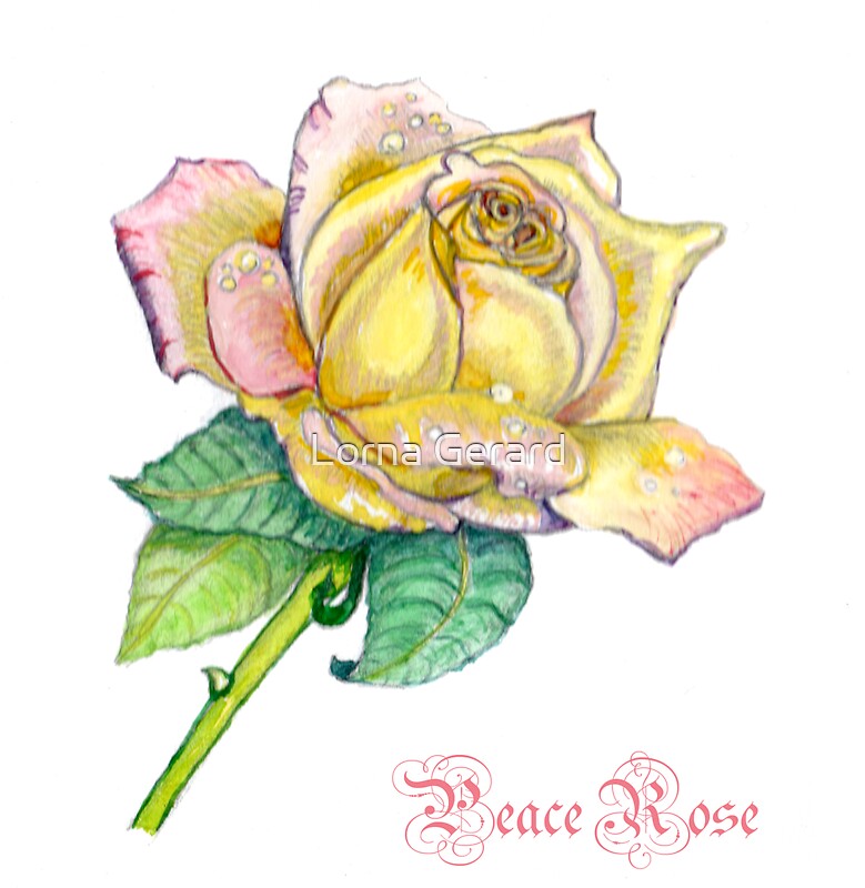 "Peace Rose" by Lorna Gerard | Redbubble