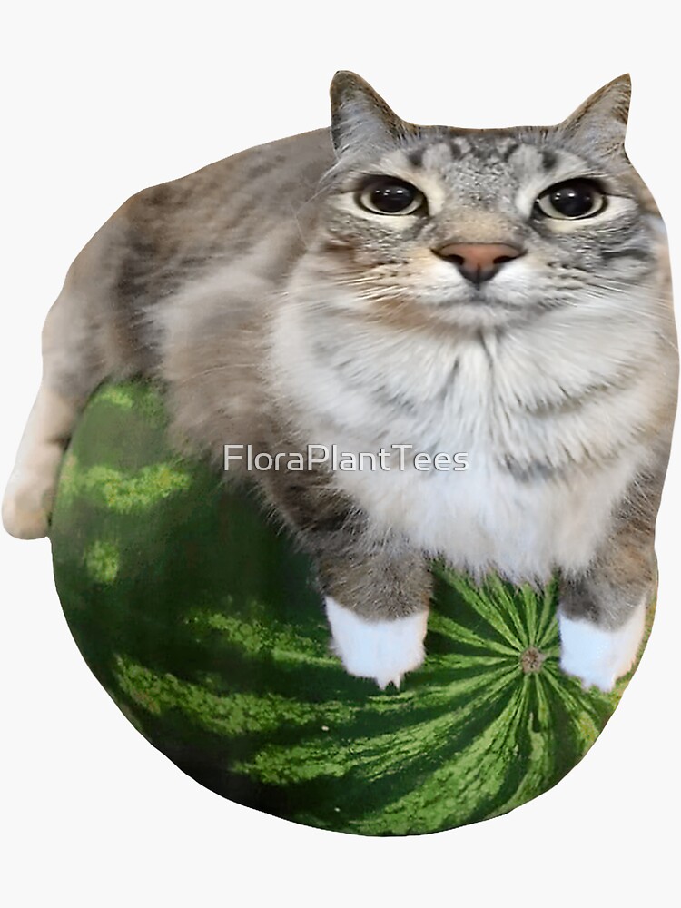 "Watermelon Cat Silly Cat Meme" Sticker for Sale by FloraPlantTees ...