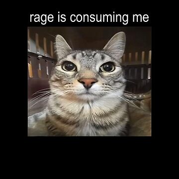 "Rage Is Consuming Me Silly Staring Cat Meme" Sticker for Sale by ...