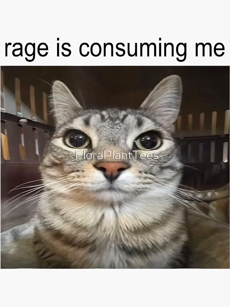 "Rage Is Consuming Me Silly Staring Cat Meme" Sticker for Sale by ...