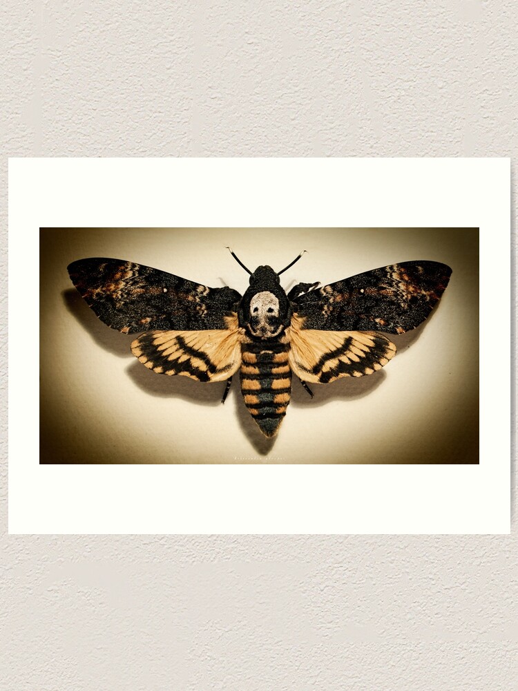"Deaths Head Hawk Moth" Art Print by WWestmoreland | Redbubble