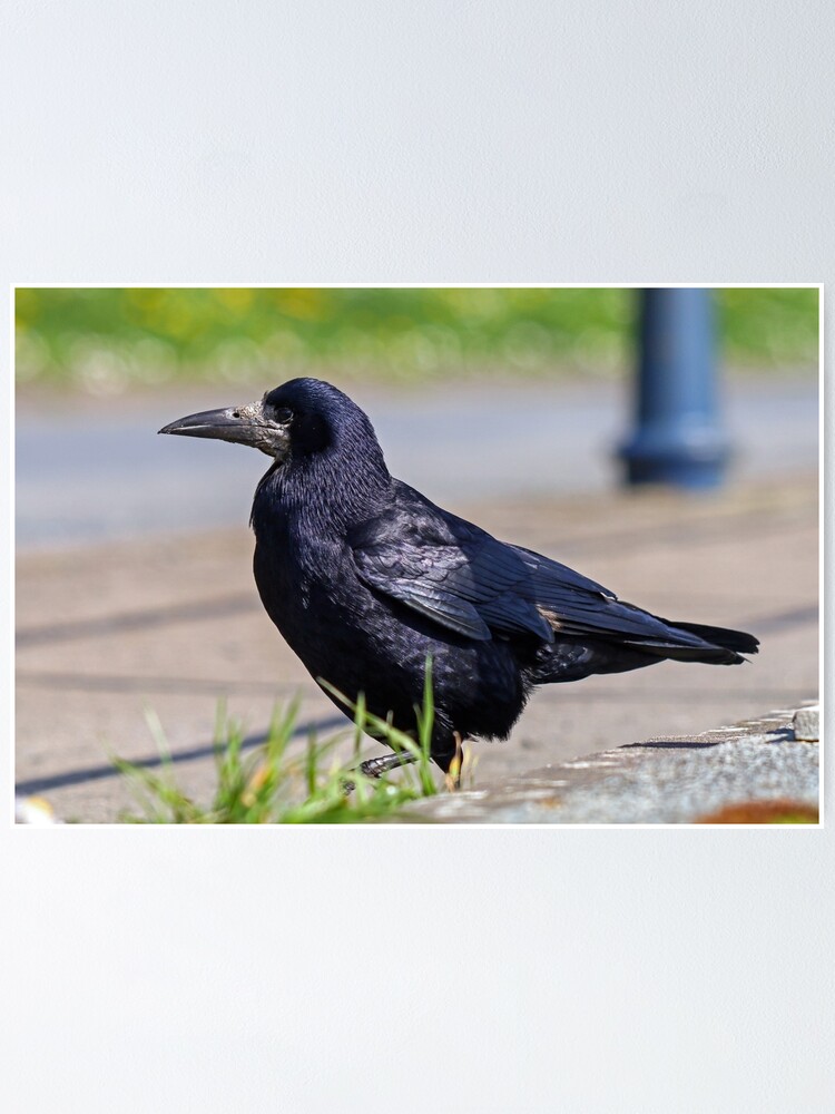"Urban rook" Poster by GreyFeatherPhot | Redbubble