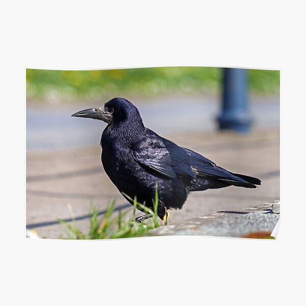 "Urban rook" Poster by GreyFeatherPhot | Redbubble
