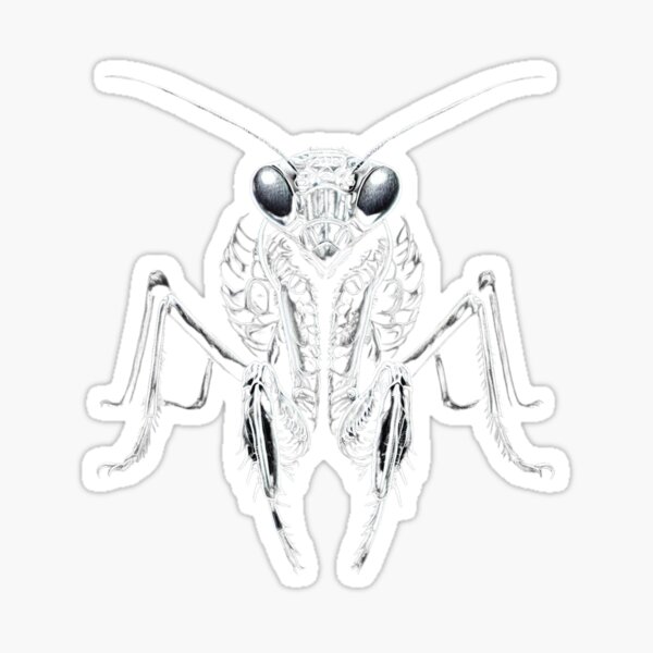 "Cute Praying Mantis" Sticker for Sale by meggstys | Redbubble